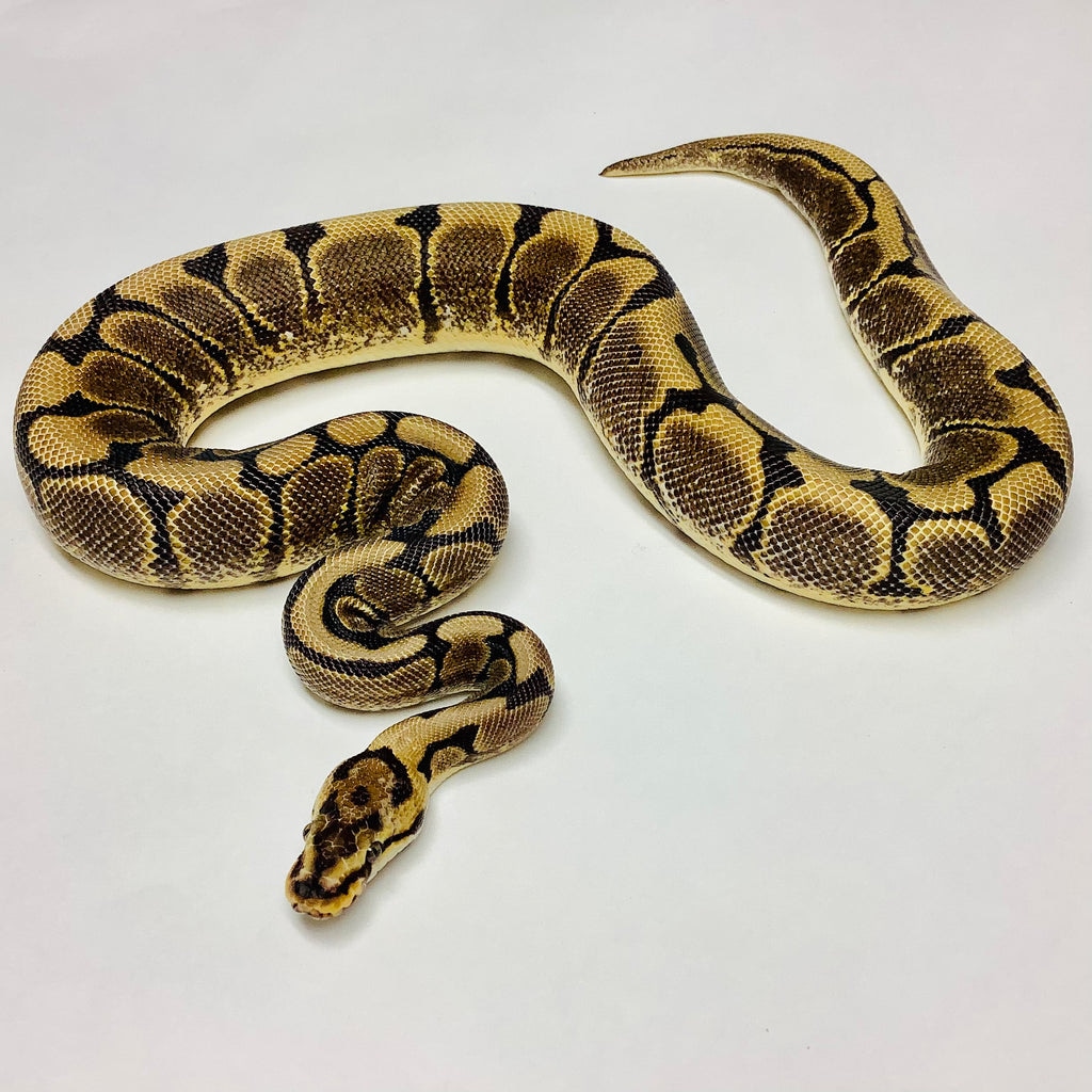 Spider Spector Ball Python by BHB Reptiles - MorphMarket
