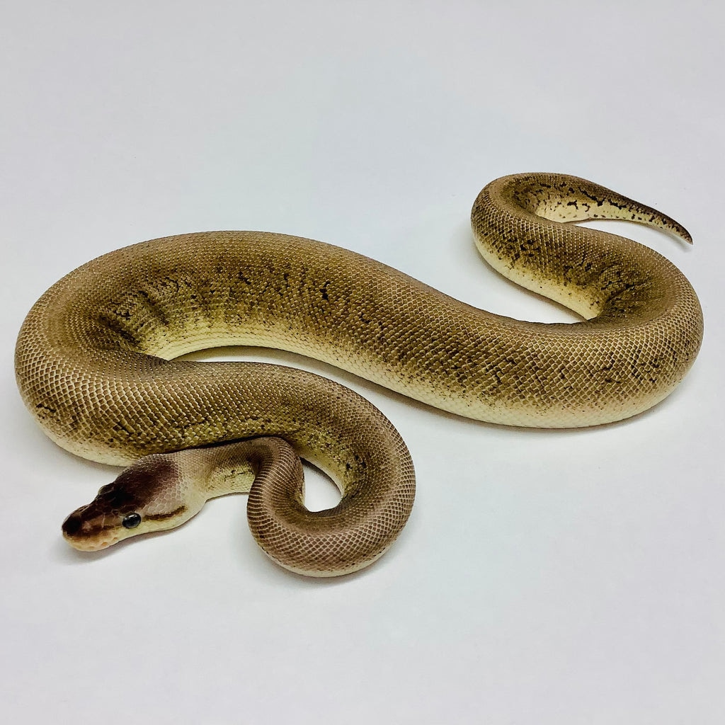 Black Pewter Pinstripe Woma Ball Python by BHB Reptiles - MorphMarket