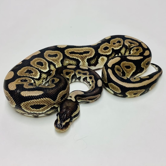 Lori Ball Python by BHB Reptiles