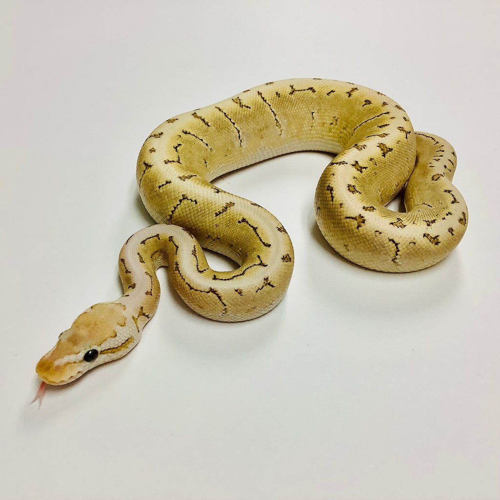 Vanilla Pinstripe Bamboo Ball Python by BHB Reptiles - MorphMarket