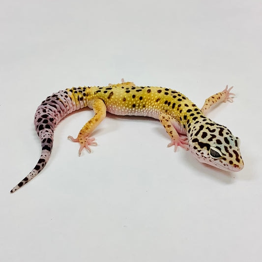 Normal Het Murphy Patternless Leopard Gecko by BHB Reptiles - MorphMarket