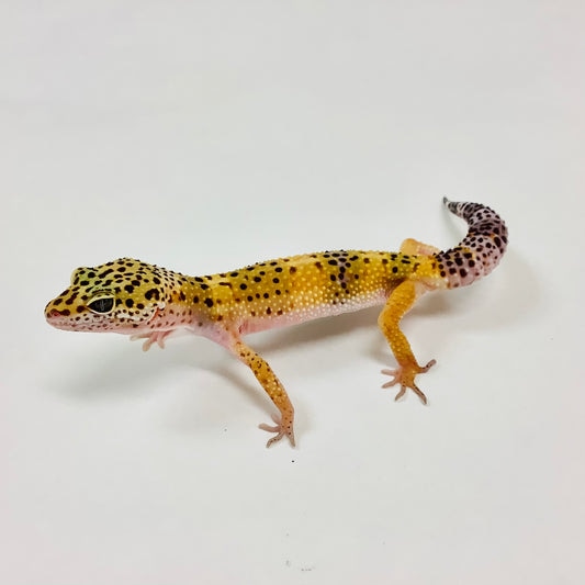 Tangerine Het Murphy Patternless Leopard Gecko by BHB Reptiles ...