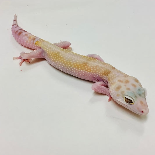 Mack Snow Raptor W/Y Leopard Gecko by BHB Reptiles