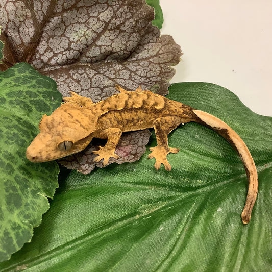 Orange Tiger- Crested Gecko by BHB Reptiles - MorphMarket