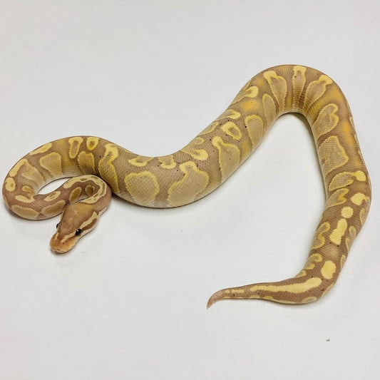 Banana Lesser GHI Ball Python by BHB Reptiles - MorphMarket