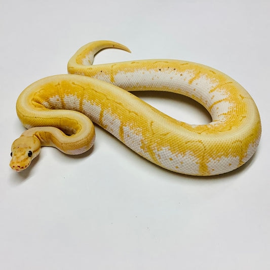 Banana Spinner Ball Python by BHB Reptiles - MorphMarket