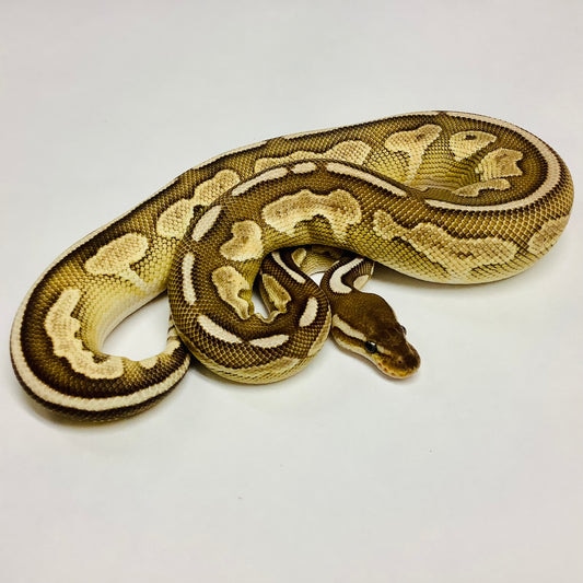 Bongo Cinnamon Lesser Ball Python by BHB Reptiles - MorphMarket