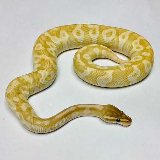 Crystal Ball Python by BHB Reptiles