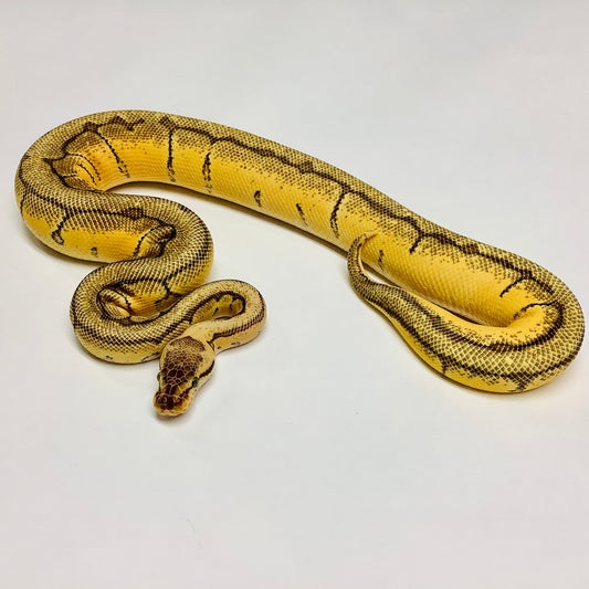 Lemonblast Enchi X-Treme Gene Ball Python by BHB Reptiles - MorphMarket