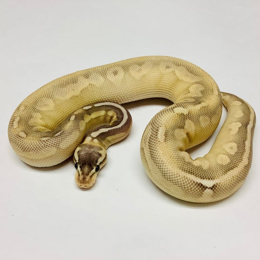 Pastel Cinnamon Lesser Bongo Ball Python by BHB Reptiles