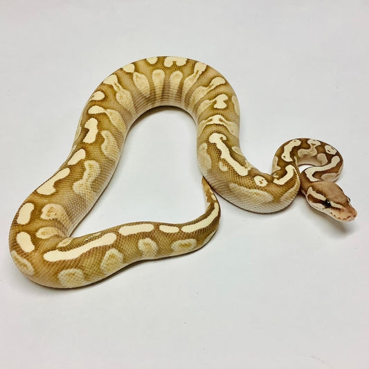 Pastel GHI Lesser Ball Python by BHB Reptiles