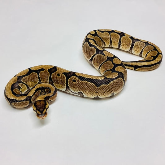 Red Stripe Ball Python by BHB Reptiles