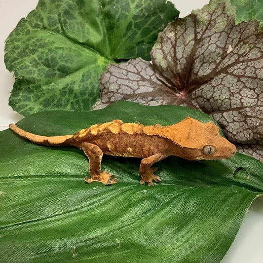 Flame- Crested Gecko by BHB Reptiles - MorphMarket