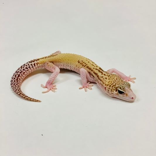 Mack Snow Raptor Leopard Gecko by BHB Reptiles