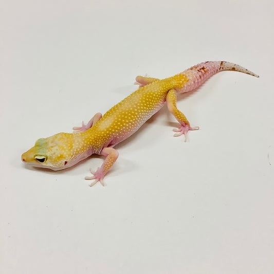 Mack Snow Raptor W/Y Leopard Gecko by BHB Reptiles - MorphMarket