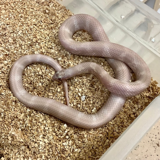Lavender Snow California Kingsnake by BHB Reptiles - MorphMarket