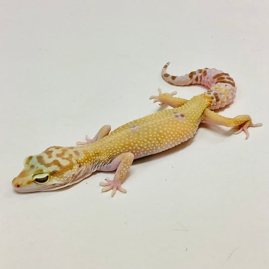 Hypo Mack Snow Tremper Pos Het Eclipse Leopard Gecko by BHB Reptiles