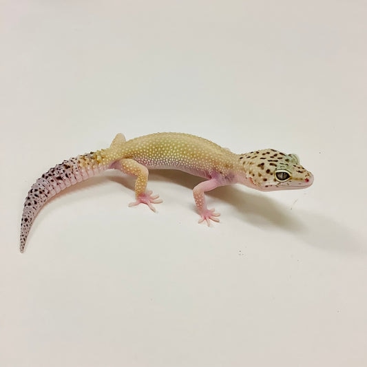 Super Hypo Mack Snow W/Y Eclipsed Leopard Gecko by BHB Reptiles
