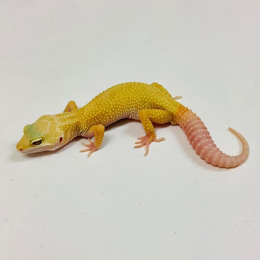 Albino Tremper Murphy Patternless Leopard Gecko by BHB Reptiles
