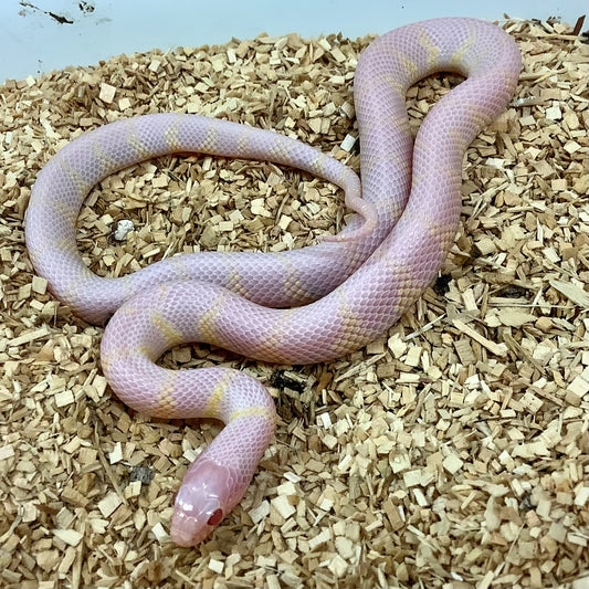 Snow Het Lavender Snow- California Kingsnake by BHB Reptiles - MorphMarket