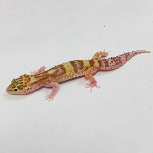 Mack Snow Raptor Leopard Gecko by BHB Reptiles