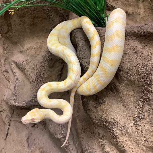 Albino Carpet Python- Male #2020M01-1 Other Carpet Python by BHB ...