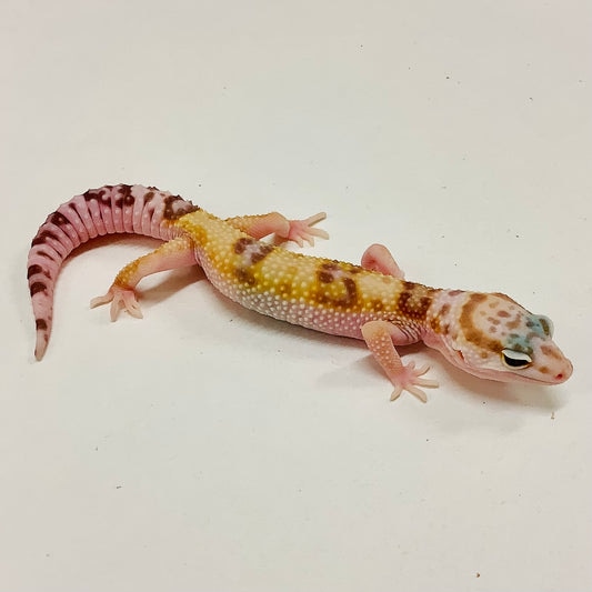 Mack Snow Raptor W/Y Leopard Gecko by BHB Reptiles - MorphMarket