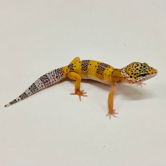 Normal Het Murphy Patternless Leopard Gecko by BHB Reptiles - MorphMarket