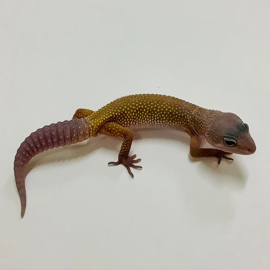 Dark Murphy Patternless Leopard Gecko by BHB Reptiles - MorphMarket