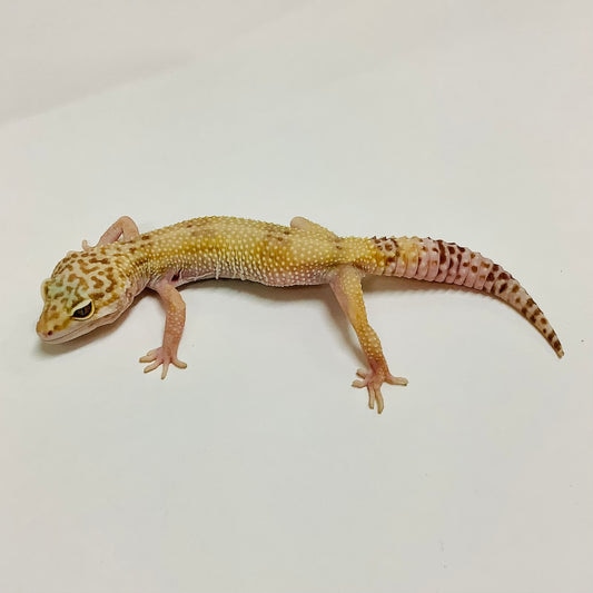 Hypo Mack Snow Tremper Albino W/Y Leopard Gecko by BHB Reptiles ...