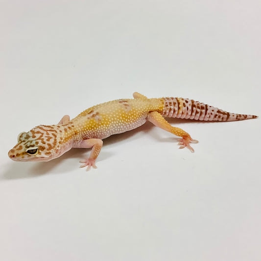 Hypo Mack Snow Tremper Pos Het Eclipse Leopard Gecko by BHB Reptiles