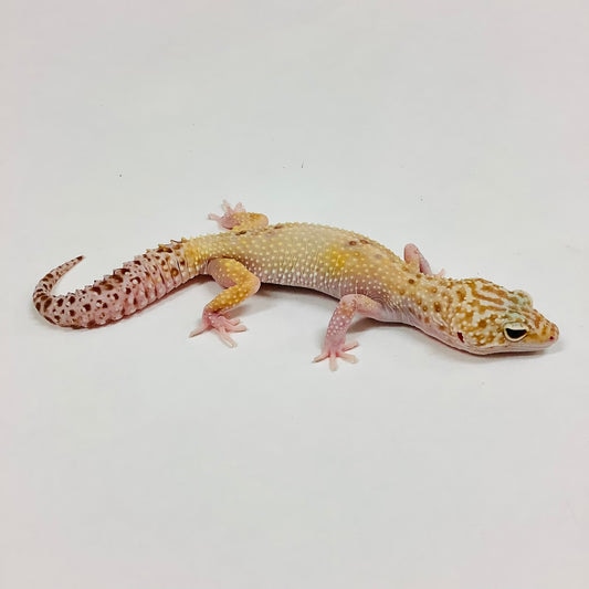 Mack Snow Raptor Leopard Gecko by BHB Reptiles