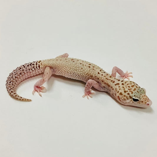 Mack Snow Raptor W/Y Leopard Gecko by BHB Reptiles
