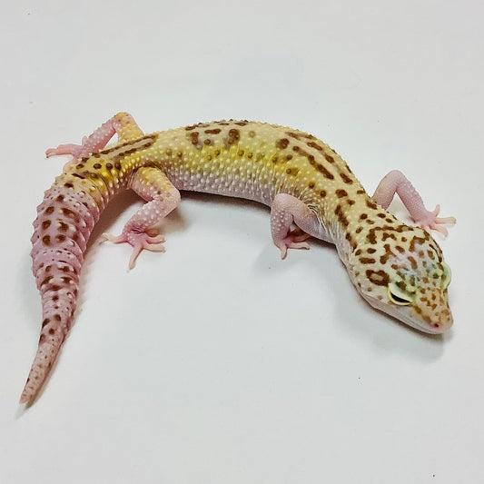 Mack Snow Raptor W/Y Leopard Gecko by BHB Reptiles