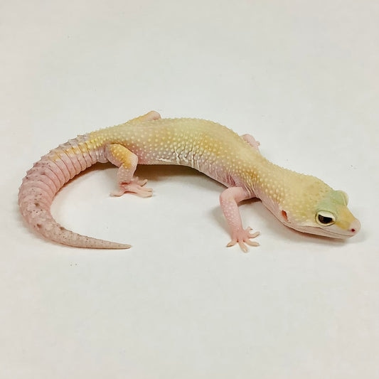 Super Hypo Mack Snow Eclipsed W/Y Leopard Gecko by BHB Reptiles