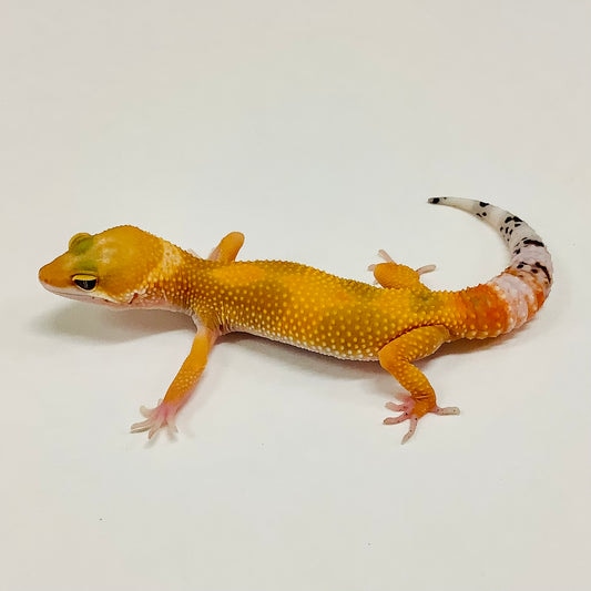 Super Hypo Tangerine Carrot Tail Baldy Leopard Gecko by BHB Reptiles