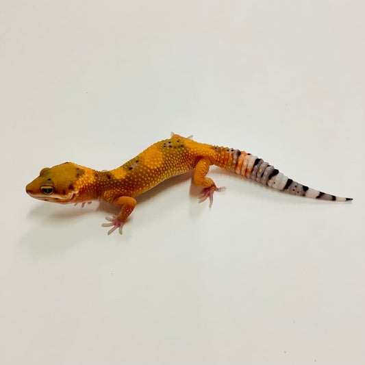 Hypo Tangerine Carrot Tail Leopard Gecko by BHB Reptiles - MorphMarket