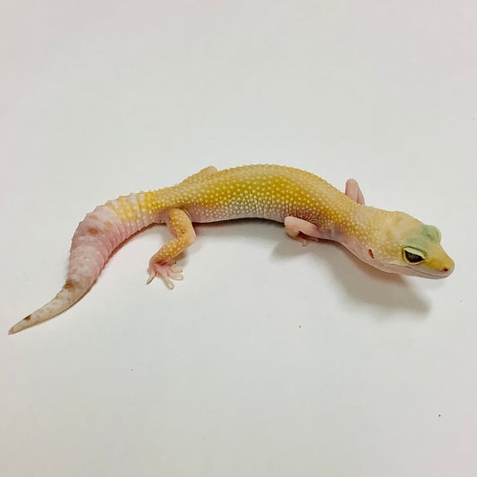 Super Hypo Mack Snow Tremper Albino Pos Het Eclipse Leopard Gecko by ...