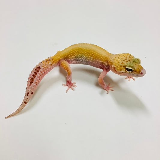Mack Snow Raptor Leopard Gecko by BHB Reptiles - MorphMarket