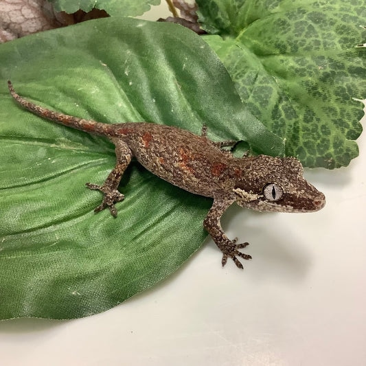 Orange Blotched Reticulated - Gargoyle Gecko #AN06 by BHB Reptiles ...