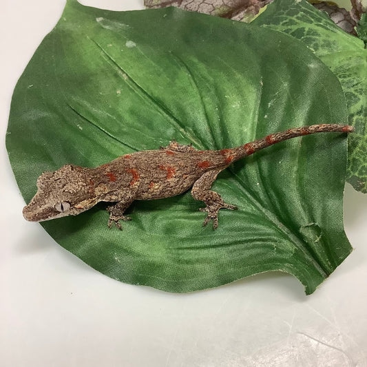 Orange Blotched Reticulated- Gargoyle Gecko #AN09 by BHB Reptiles