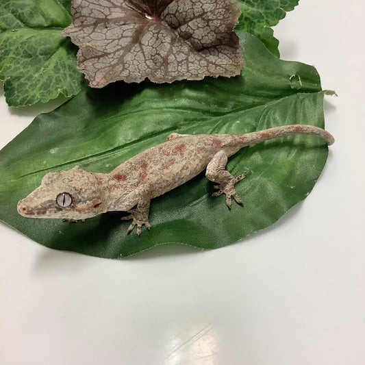 Orange Blotched/Banded Reticulated- Gargoyle Gecko- Female #NBS02 by ...