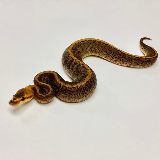 Camo Ball Python by BHB Reptiles - MorphMarket