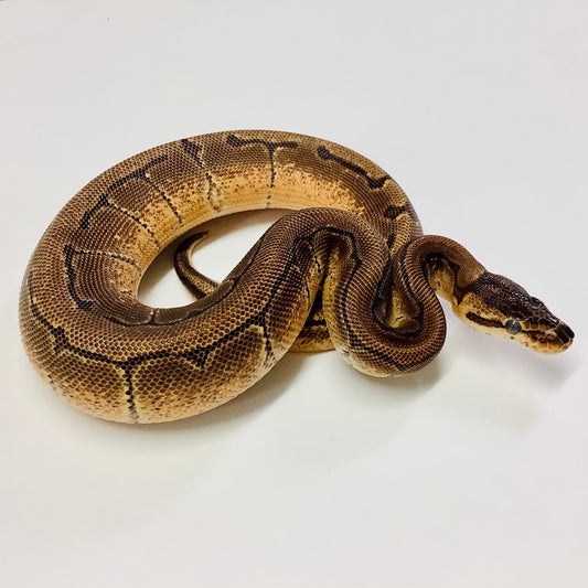 Enchi Pinstripe Ball Python by BHB Reptiles