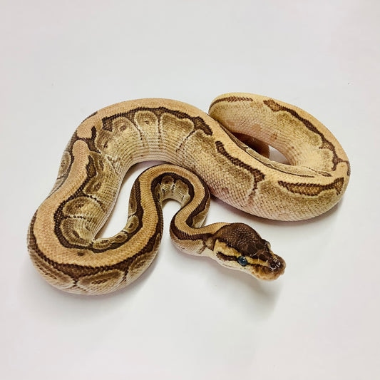 Jigsaw Enchi Ball Python by BHB Reptiles - MorphMarket