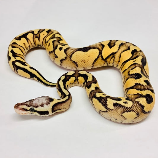 Pastel Vanilla Yellowbelly Ball Python by BHB Reptiles - MorphMarket