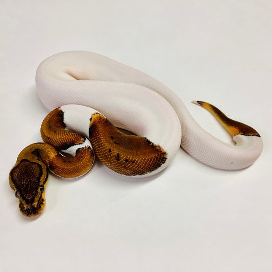 Pinstripe Pied Ball Python by BHB Reptiles - MorphMarket