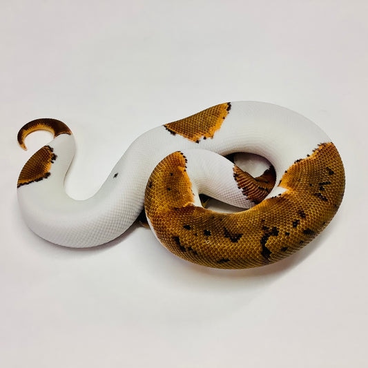 Pinstripe Pied Ball Python by BHB Reptiles - MorphMarket