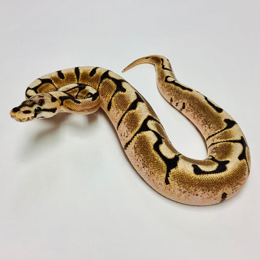 Vanilla Spider Ball Python by BHB Reptiles