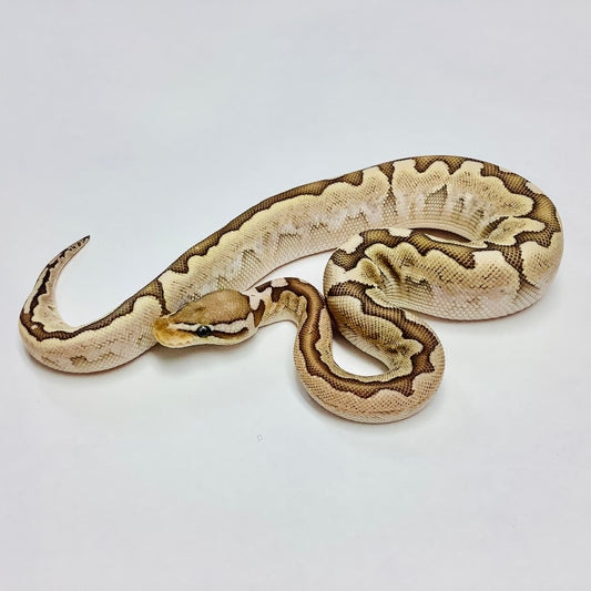 Bamboo Ball Python by BHB Reptiles - MorphMarket